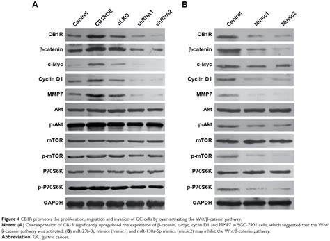 Mir 23b 3p And Mir 130a 5p Affect Cell Growth Migration And Invasion Ott