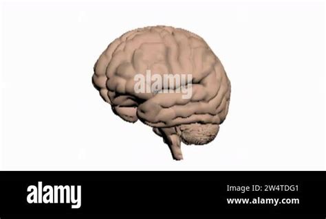 Cerebral Brain Stock Videos And Footage Hd And 4k Video Clips Alamy