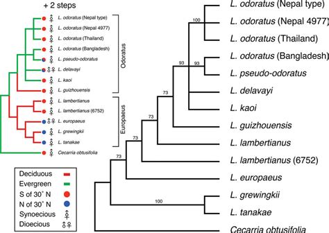 Relationships Among Loranthus Species Determined By Cladistic Maximum
