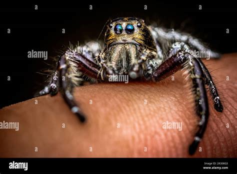 Close Up A Black Jumping Spider On Human Finger And Natural Background