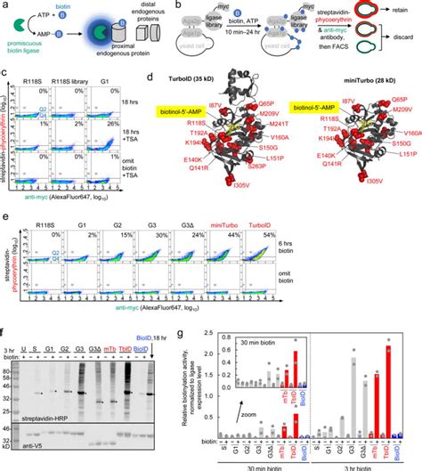 Efficient Proximity Labeling In Living Cells And Organisms With Turboid