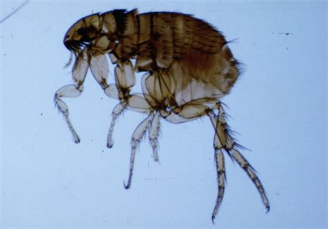 Fleas