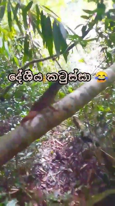ආතල් ට්‍රැවල් With යාලුවෝ 😜 බෝපත් ඇල්ල Travel With Friends Srilanka