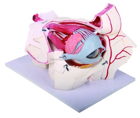 Eye With Eye Orbit Model Eye Orbit Model Eyeball And Orbital Cavity