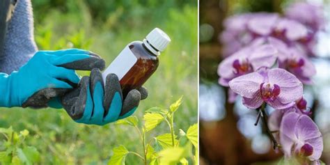 Qual O Melhor Adubo Para Orquídea 5 Indicações