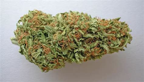 Different Grades Of Weed How High Can You Go Herbies Seeds