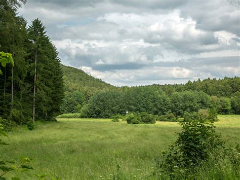 배경 화면 독일 Koenigstein 숲 사이의 빈 터 푸른 나무와 잔디 2880x1800 그림 이미지