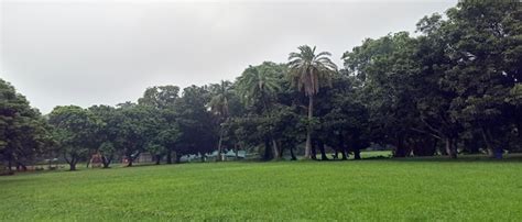 Un campo de hierba con árboles cielo azul con nubes blancas Foto Premium