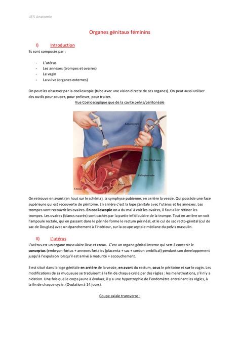 Pdf Rôle Des Organes Génitaux Féminins Pdf Télécharger Download