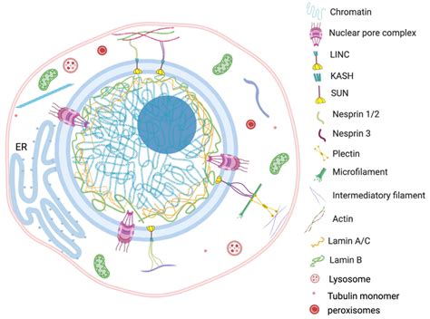 Nucleus Contexture And Interaction Between Nucleus And Cytoplasmic