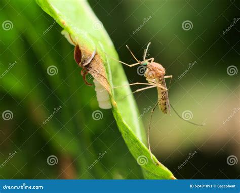 Common House Mosquito Culex Pipiens Stock Image Image Of Disease