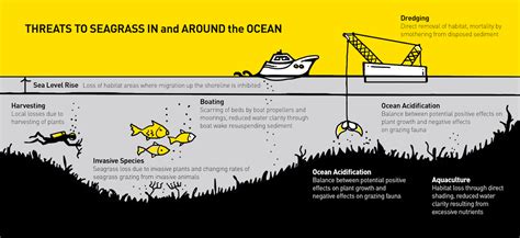 Seagrasses Can Genomics Help Save Valuable Underwater Carbon Sinks