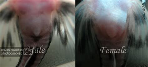 Venting Your Plecos ZebraPleco Com The Complete Hypancistrus Zebra Resource