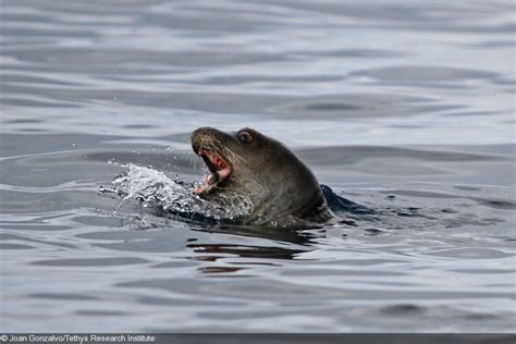 Are Octopus Endangered Or Threatened At Nola Howard Blog