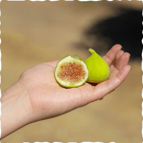 Fresh Figs Homegrown Organic Farms