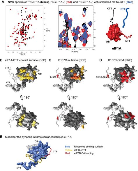 Intramolecular Interactions Between Eif1a Ob And Ctt Observed By Nmr