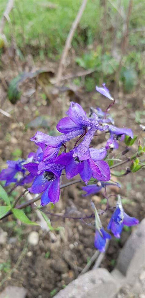 How To Propagate How To Propagate Delphinium Formosum