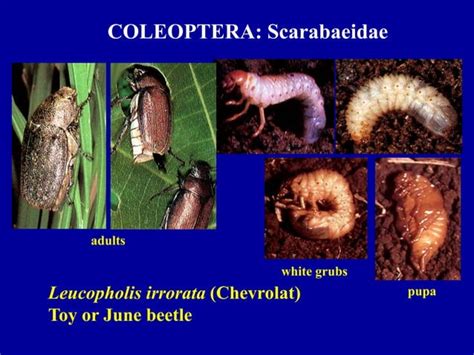 Corn Insect Pests Ppt
