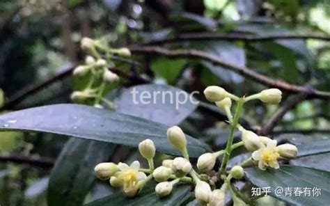 造纸木材 毛桂 知乎