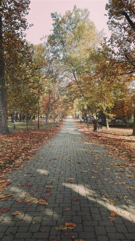 Automn In Park Stock Image Image Of Colors Automn Leaves 89661249