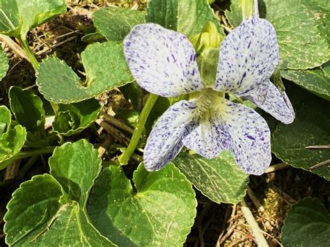 Viola Sororia Freckles Les Jardins Du Gué
