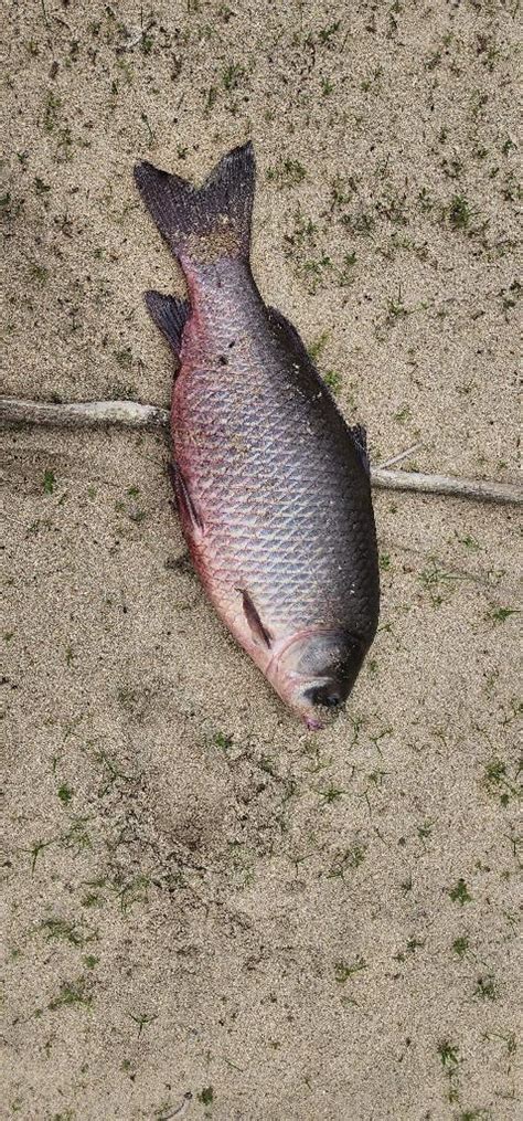 Had A Mass Fish Die Off In Our Lake Trying To Identify Fish R