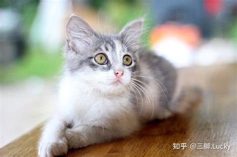 最佳情感讽刺大师张爱玲经典语录100条 知乎