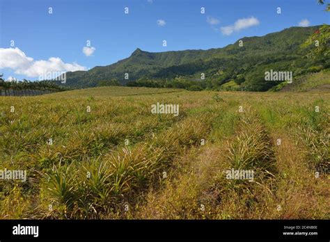 Pineapple Plantation On The Tropical Island Of Mauritius Stock Photo