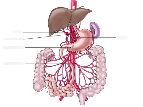 Diagram Of GIT Arteries Quizlet