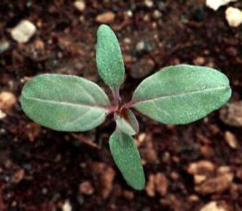 200 Red Root Amaranth Amaranthus Retroflexus Common Tumbleweed Non