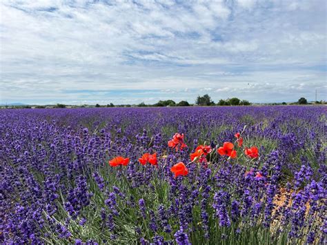 이지고 프랑스 남부 투어 니스 출발 베르동 무스띠에 발랑솔 줌줌투어 프랑스 니스