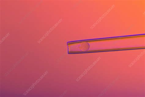 Ivf Embryo Testing Stock Image M8020195 Science Photo Library