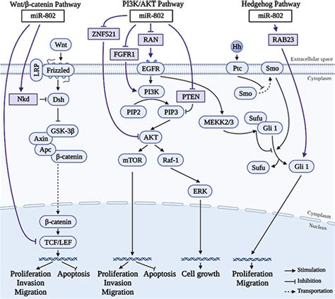 Mir‐802 Regulates The Biological Processes Of Cells By Affecting