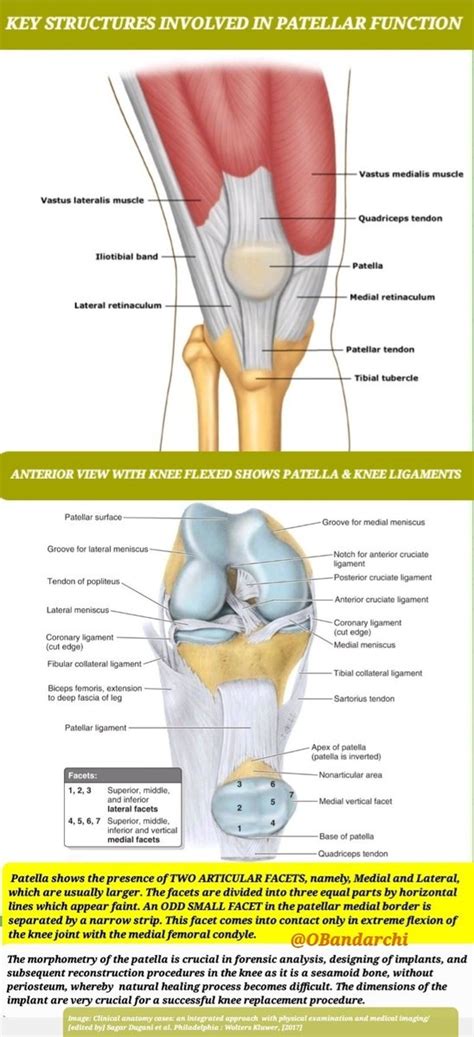 Base Of Patella