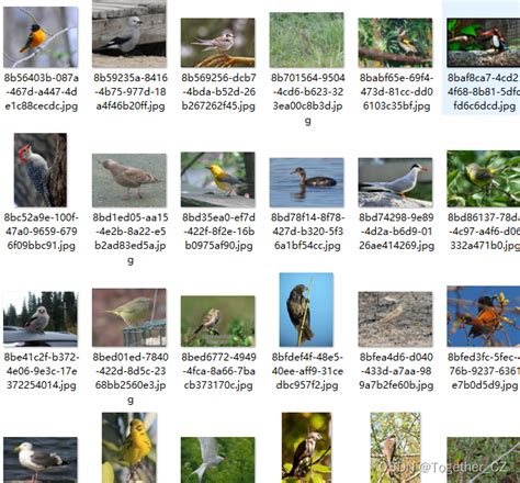 基于yolov8全系列【nsmlx】参数模型开发构建200种鸟类细粒度检测识别分析系统yolov8s Csdn博客