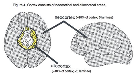 Neuro Cerebral Cortex Flashcards Quizlet