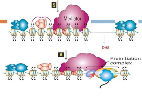 Presentation Chromatin Remodelling