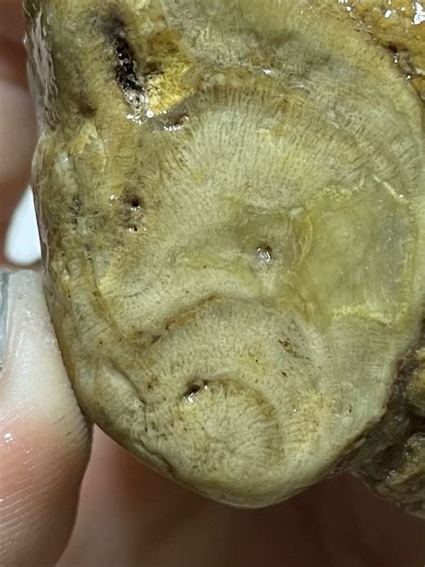 What Kind Of Sponge Is This Fossil Id The Fossil Forum