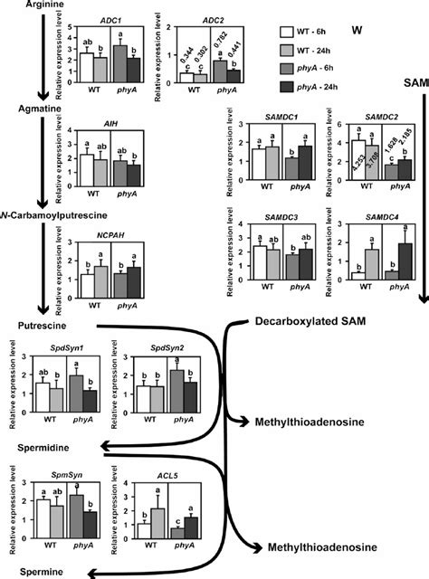 Relative Gene Expression Levels Of Wt And Phya 211 Seedlings Under W