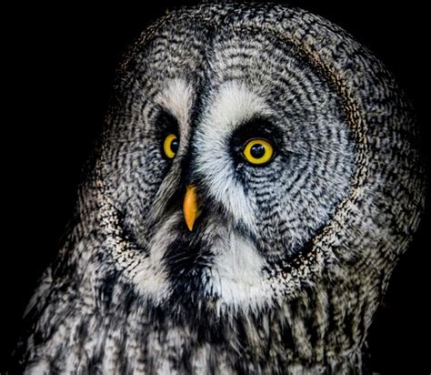 Premium Photo Great Gray Owl Portrait