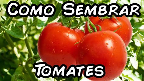 Como Sembrar Tomates Con Exito Del Semillero Al Trasplante Youtube