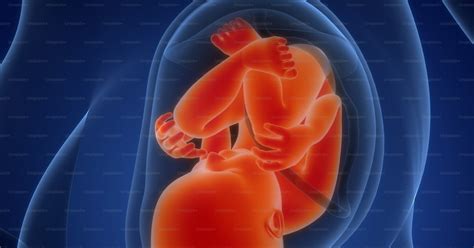 자궁 해부학에서 인간 태아 아기의 3d 일러스트레이션 개념 사진 Unsplash의 그림 이미지