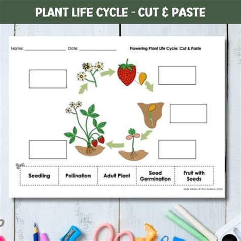 Plant Life Cycle Cut And Paste Activity Worksheets Elementary K 3rd Science
