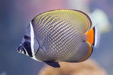 Types Of Butterflyfish The Most Common Species Youll Find