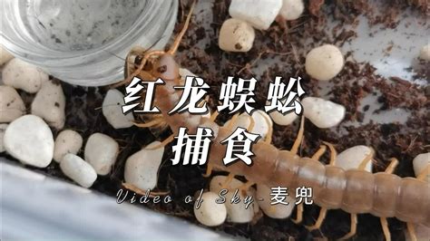 红龙蜈蚣捕食杜比亚 YouTube