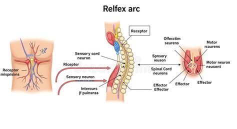 Illustration Of A Reflex Arc Depicting The Neural Pathway For Reflex Actions It Includes A