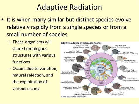 Ppt 152 Species And Speciation Overview Powerpoint Presentation