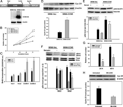 Increased Cell Proliferation And Akt Phosphorylation In Download