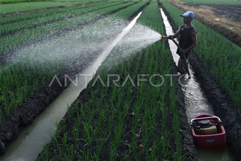 Petani Bawang Merah Di Madiun ANTARA Foto