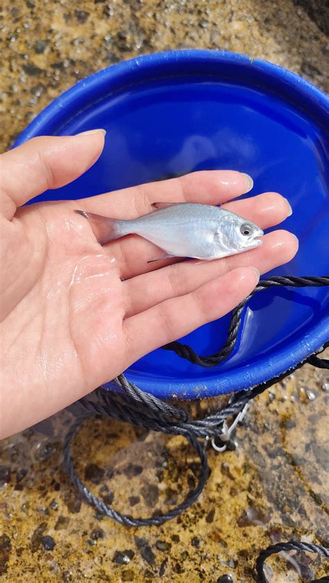 同定お願いします WEB魚図鑑